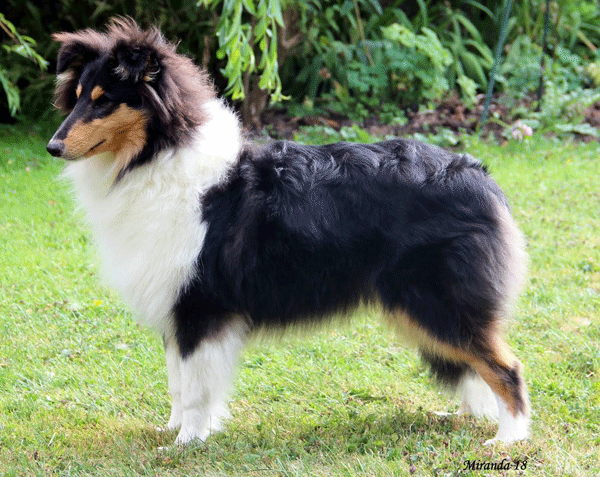 The Girls – Corydon Collies