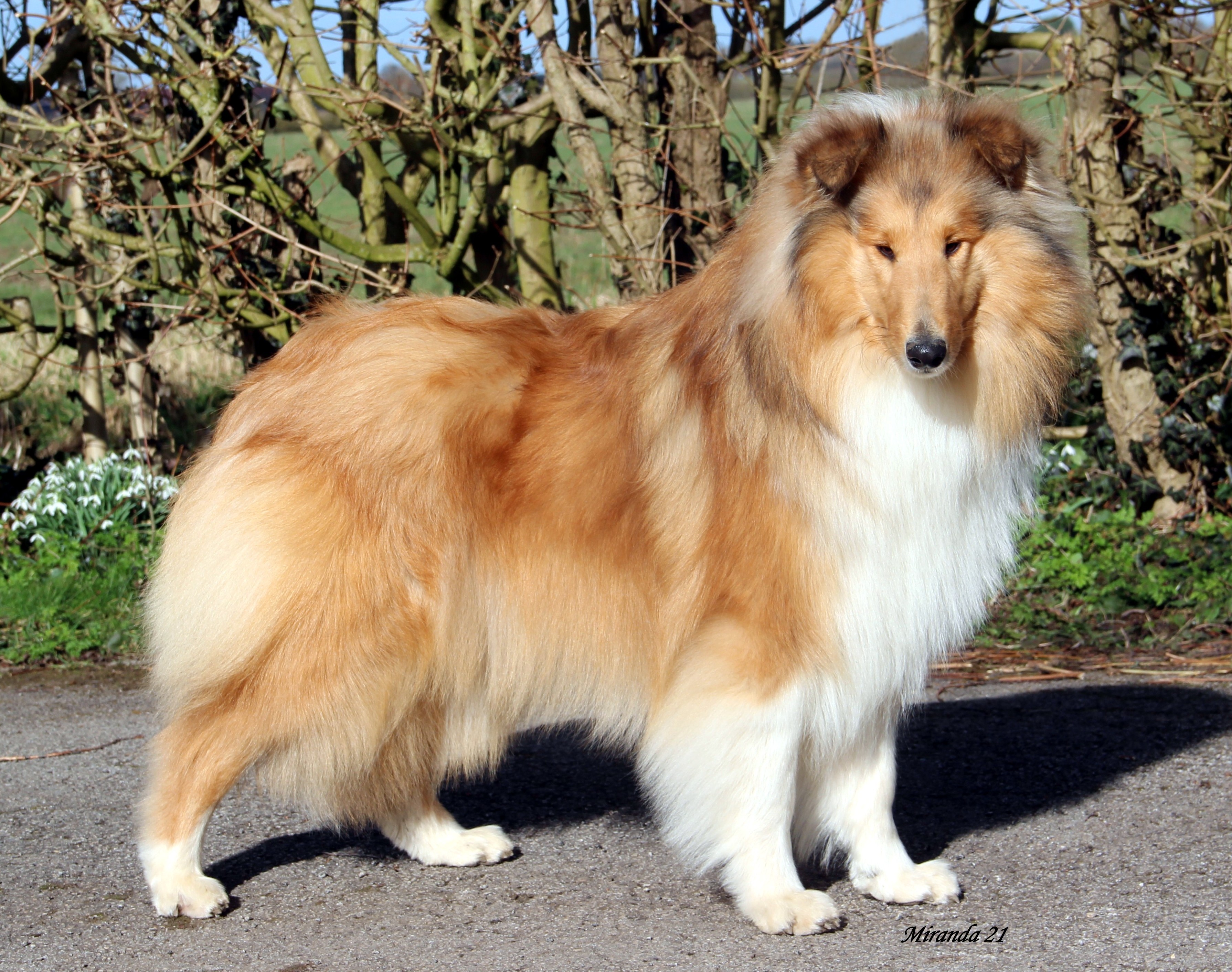 Claire – Corydon Collies