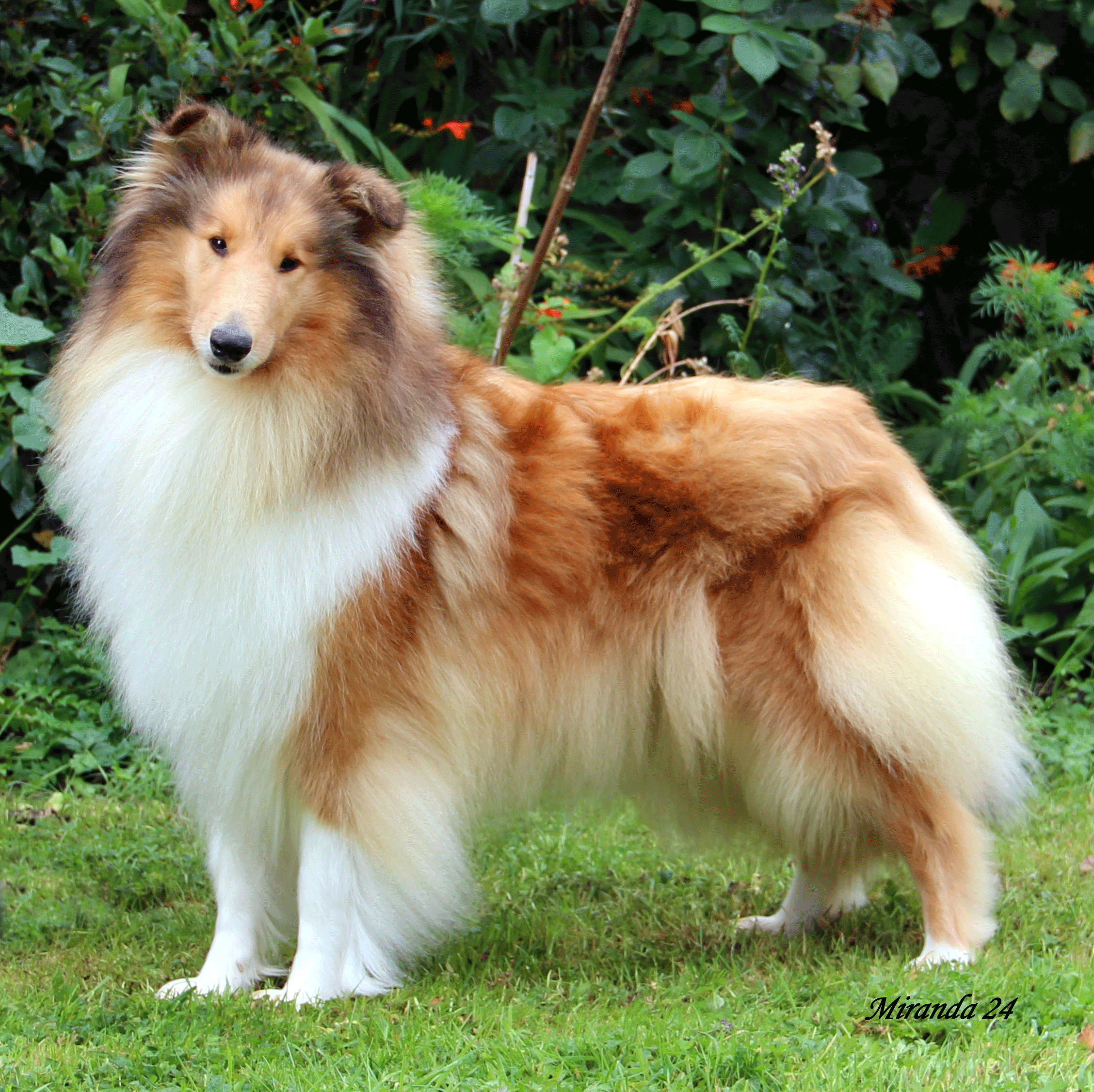 Claire – Corydon Collies