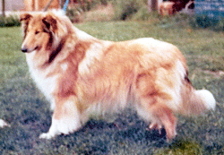 Success – Corydon Collies