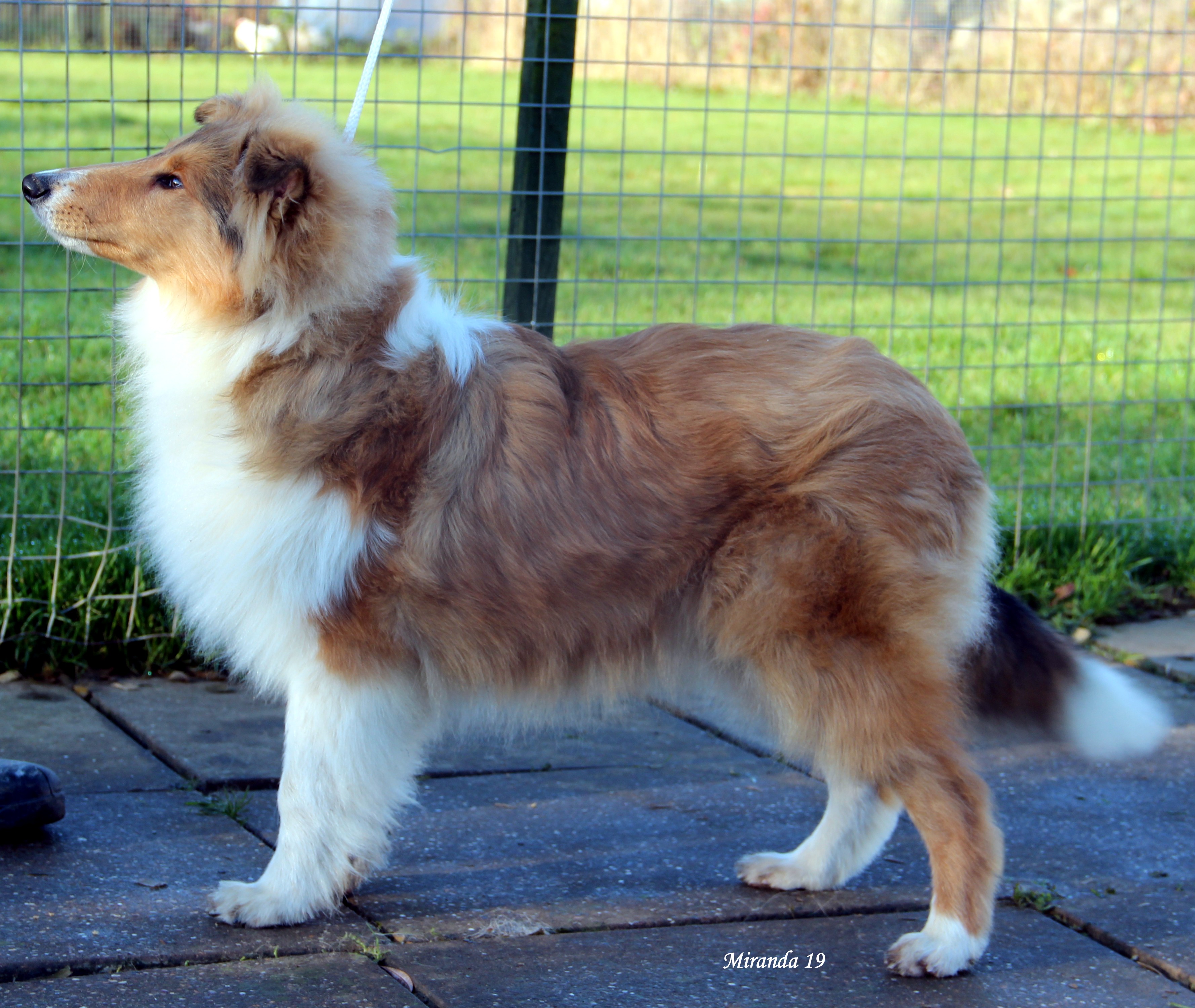 Q2 – Corydon Collies