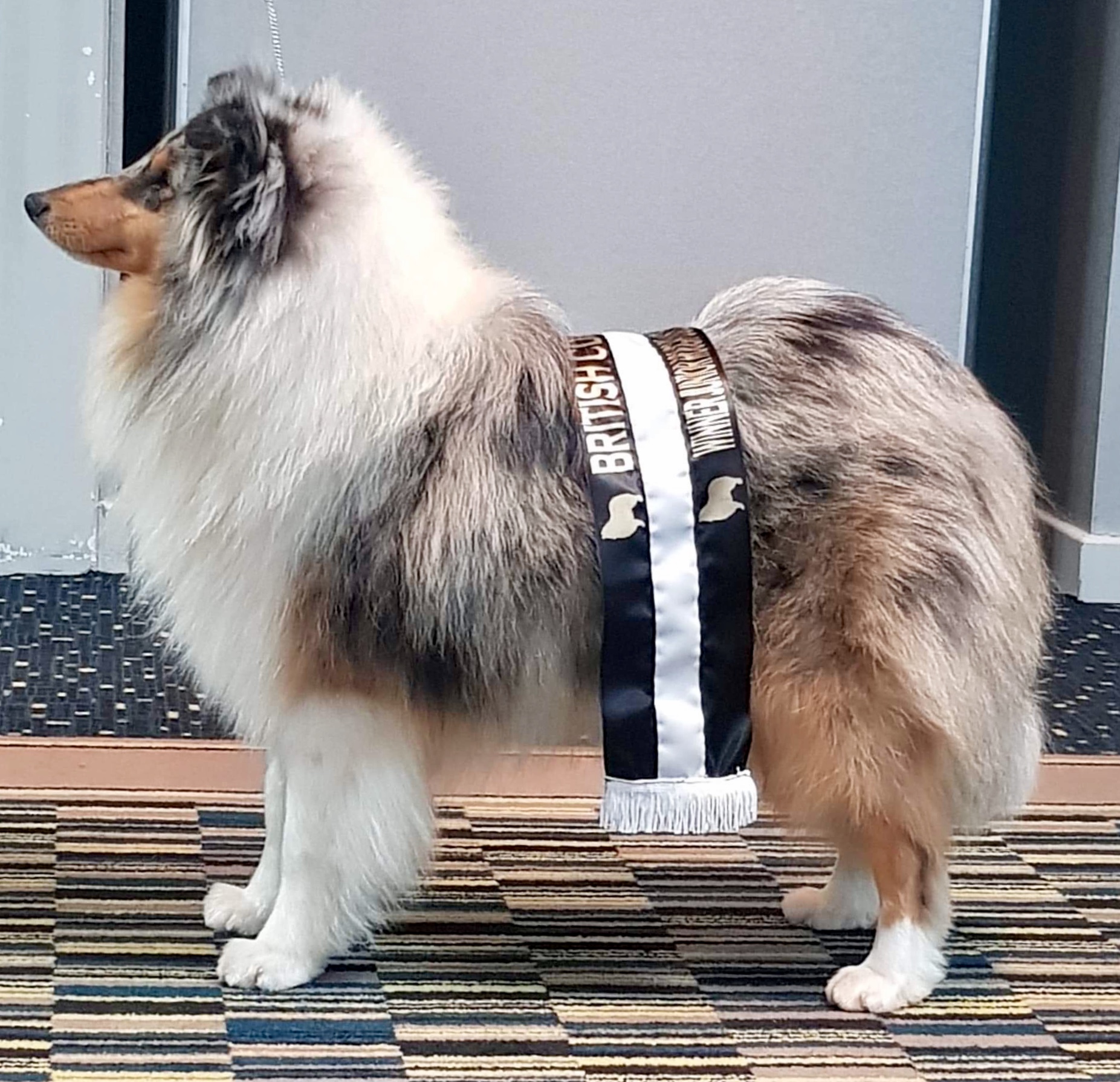 Roger – Corydon Collies