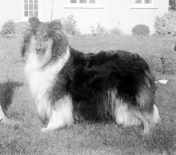 Champions – Corydon Collies