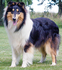 victor7 – Corydon Collies