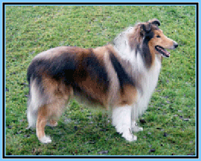 Finland – Corydon Collies