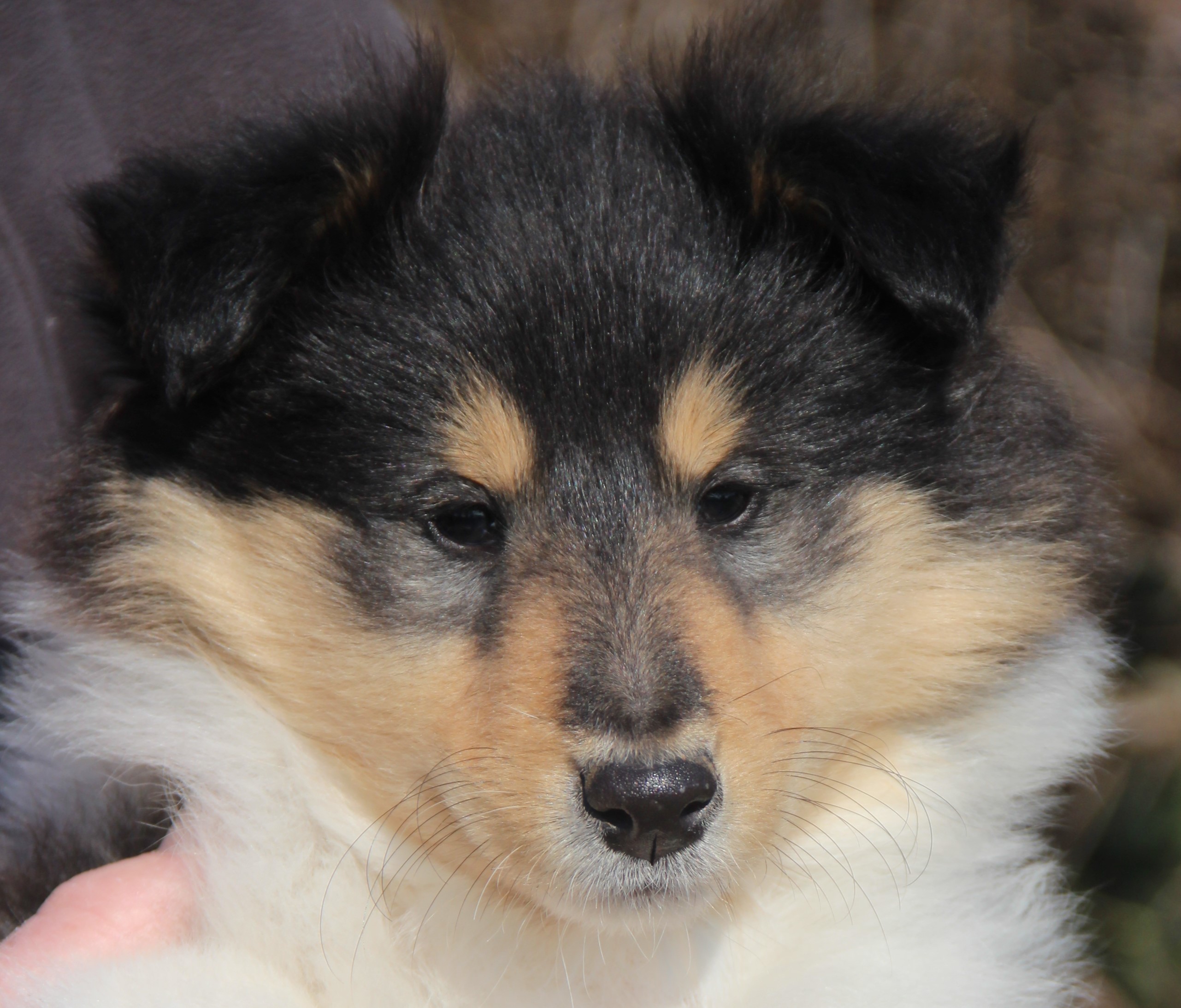 Pups – Corydon Collies