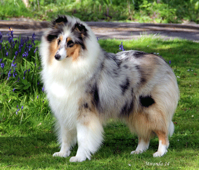 The Girls – Corydon Collies