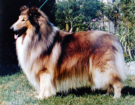 Australia – Corydon Collies