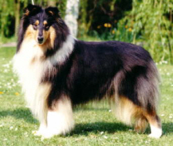 Kitty – Corydon Collies