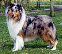 Success – Corydon Collies