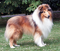 percy2 – Corydon Collies