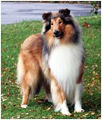 Randy – Corydon Collies