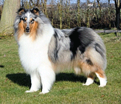 Ross – Corydon Collies