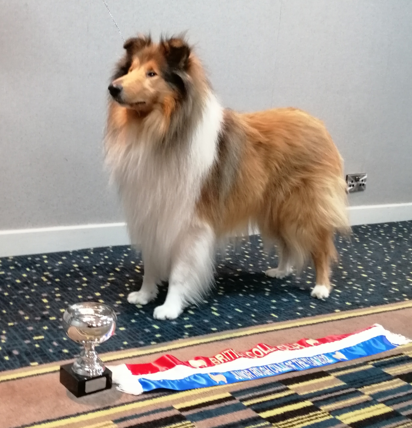 Kasper – Corydon Collies