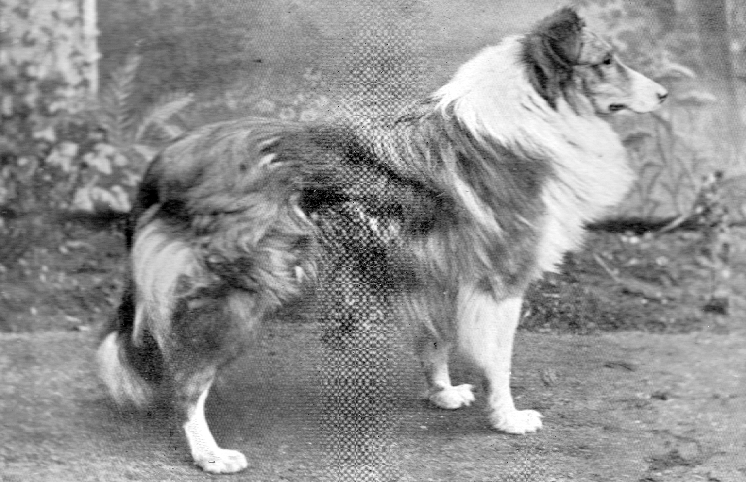 Articles – Corydon Collies