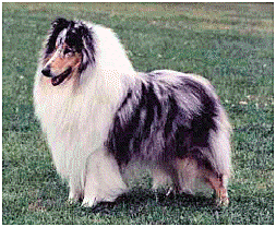 Corydon Collies – Breeders and Exhibitors of Rough Collies