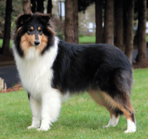 The Boys – Corydon Collies