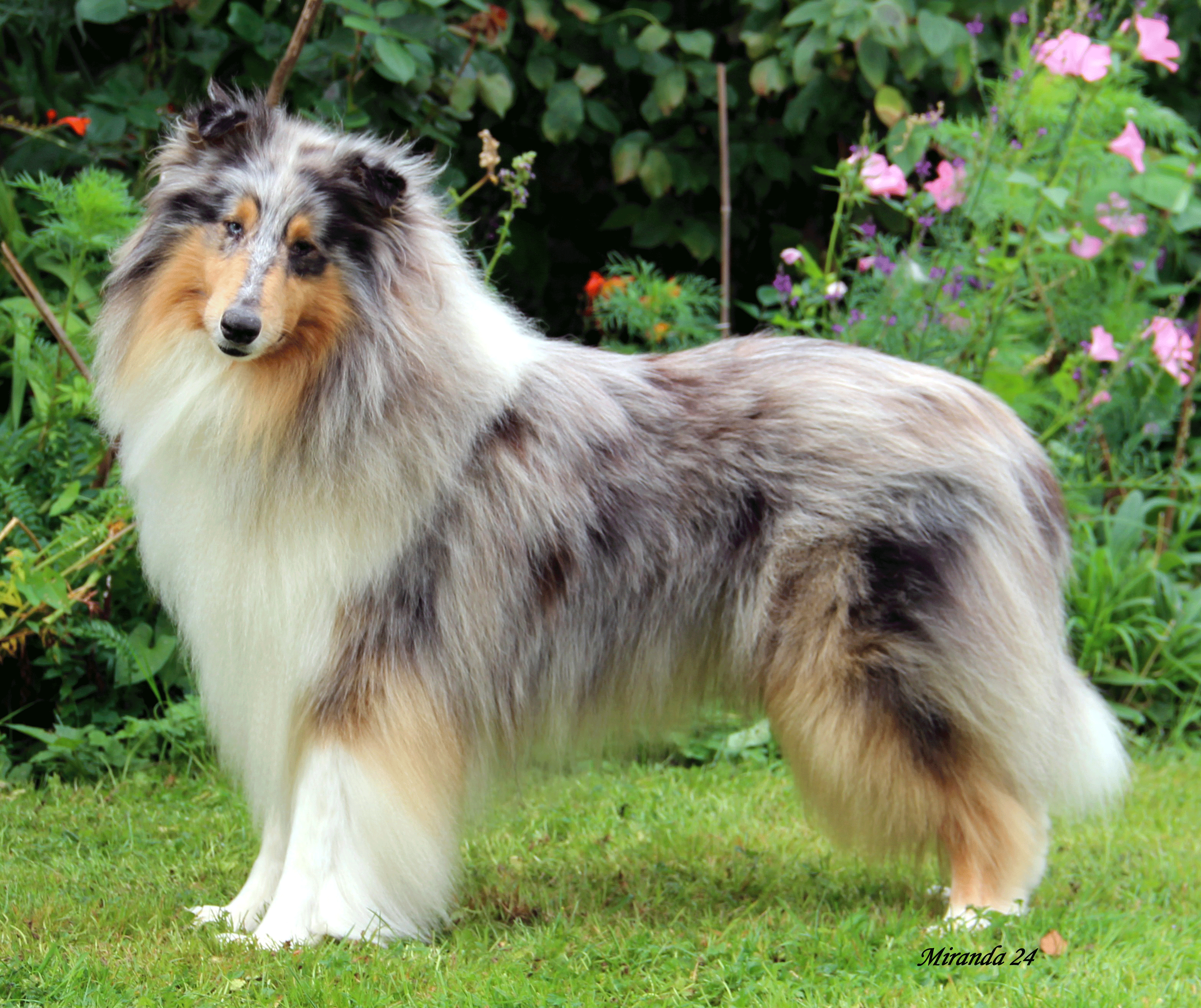 Silver – Corydon Collies