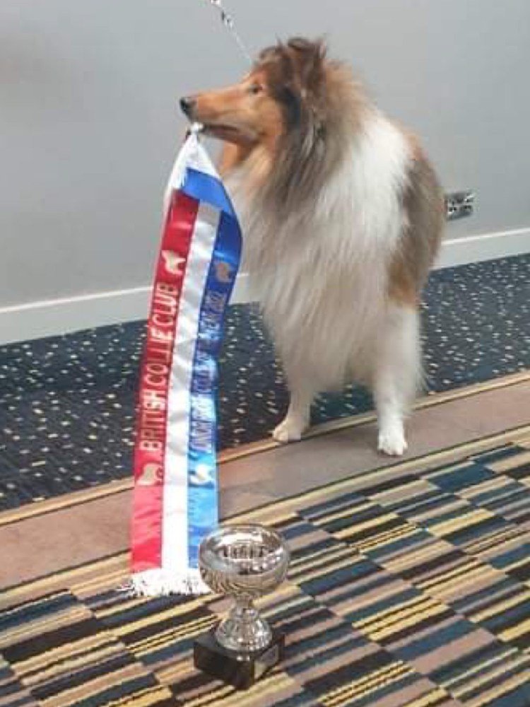 The Boys – Corydon Collies