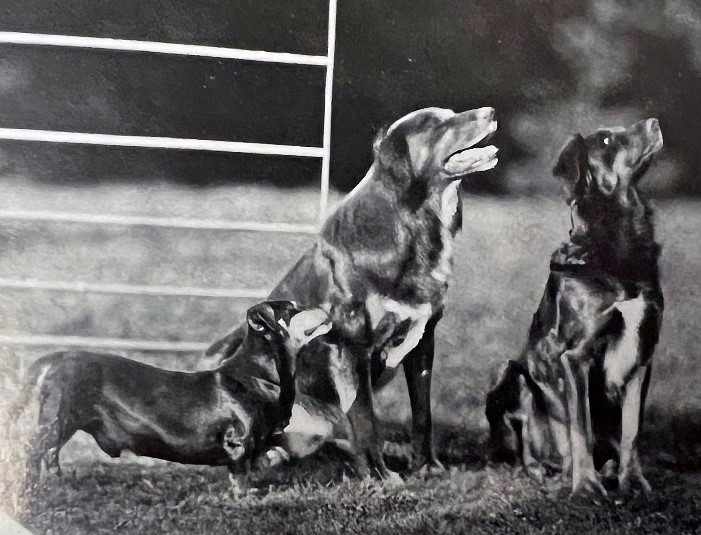 News – Corydon Collies