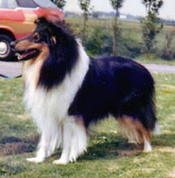 Cole – Corydon Collies