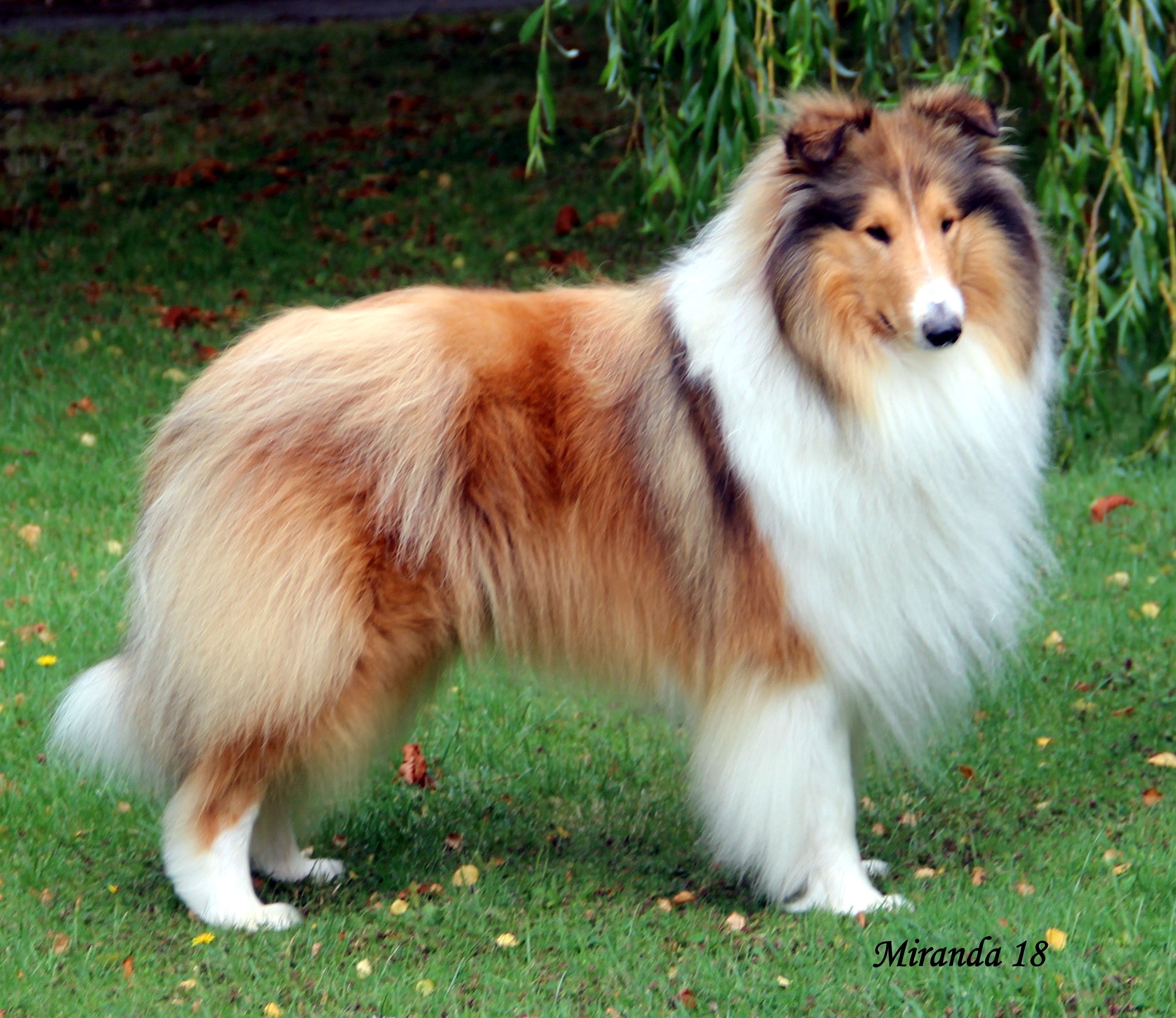 Donald – Corydon Collies