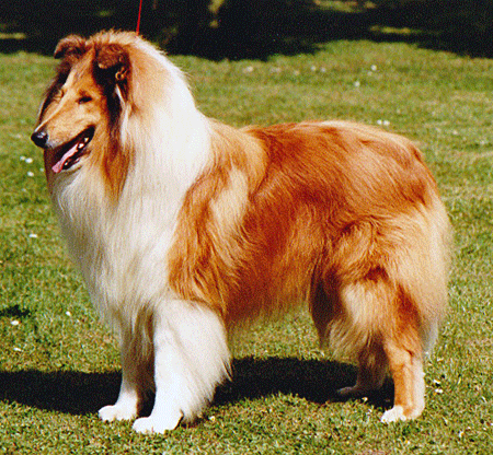 Mac – Corydon Collies