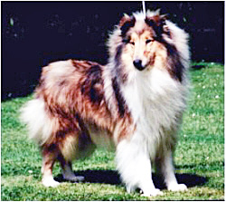 Fancy – Corydon Collies