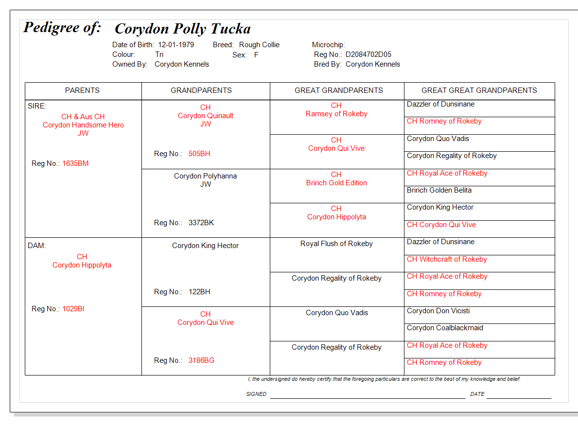 Tucka – Corydon Collies